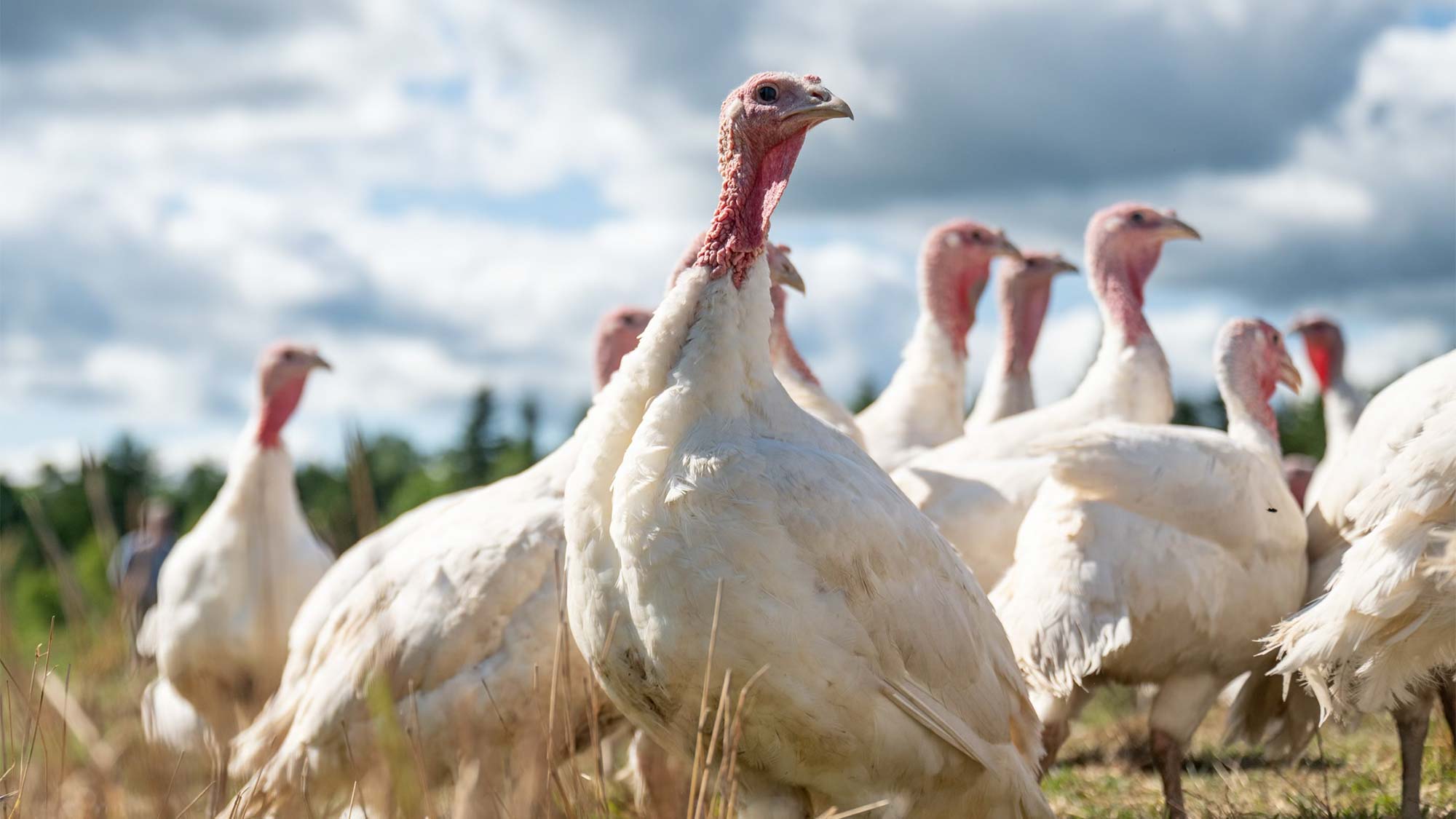 Thanksgiving Poultry – Rosemont Preorder Market